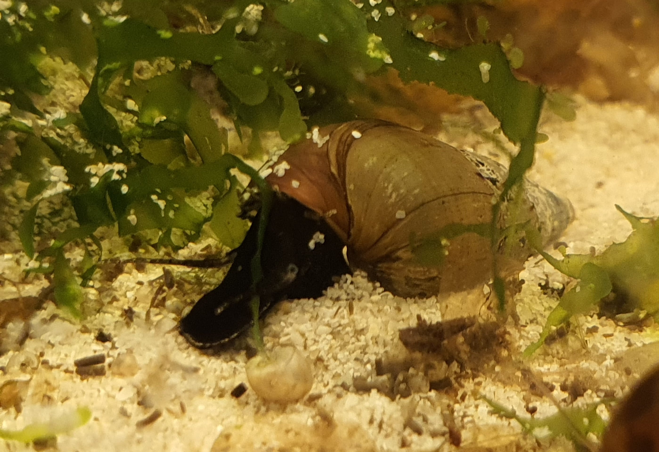 Malaysian Trumpet Snail | Pickled Fins