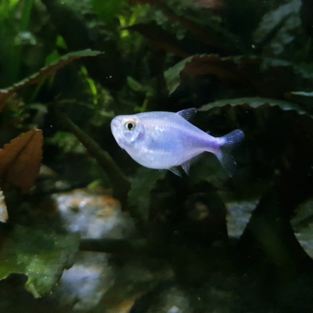 Cochu's Blue King Tetra | Pickled Fins